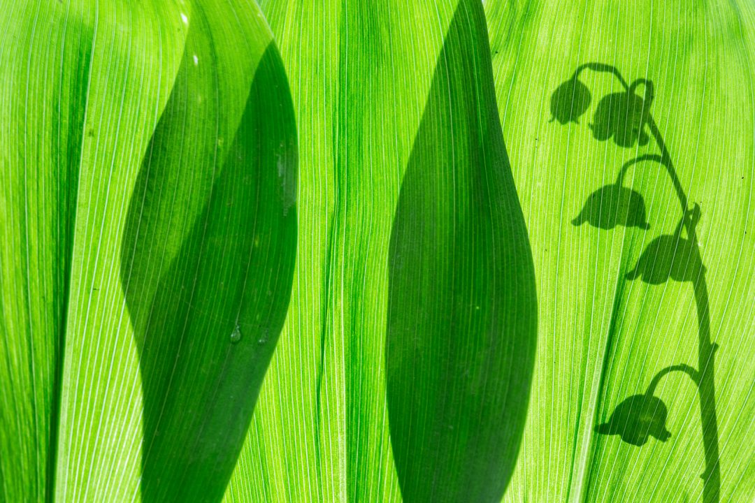 Nature Photographer of the Year 2018 Contest for nature photographers