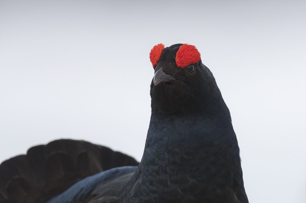 Fotoreis wilde beren, korhoen en auerhoen Finland in het voorjaar