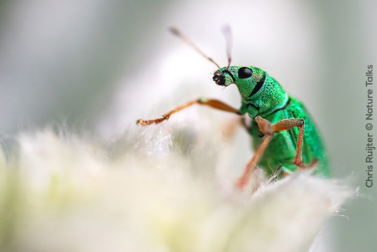 Deel de Natuur 2019 - diverse lezingen - Nature Talks | Natuurfotografie