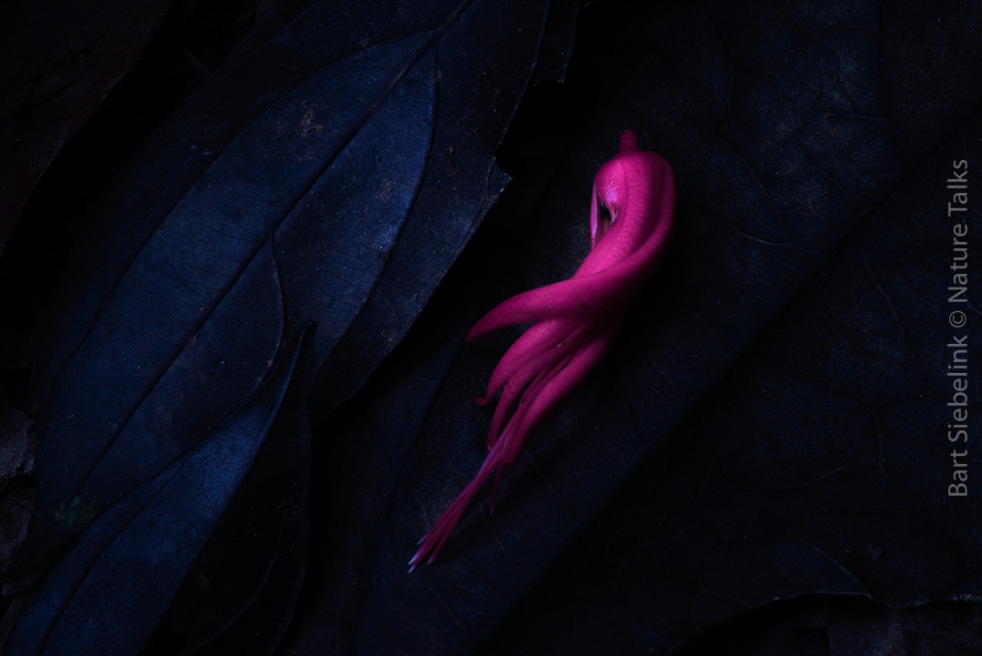 Bart Siebelink – Low key fotografie 09:45-11:45 | Nature Talks ...