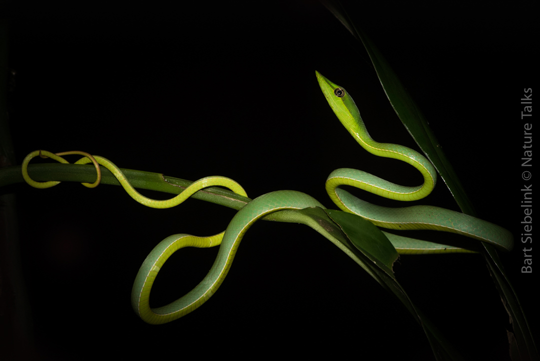 Bart Siebelink - Nature Talks | Natuurfotografie