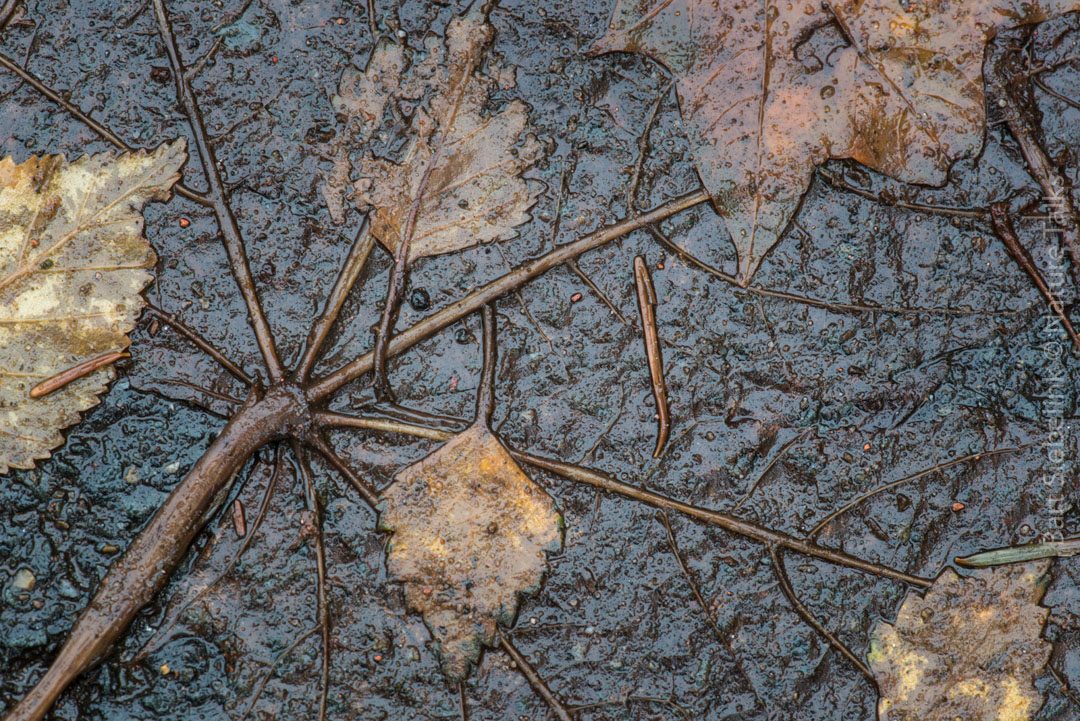 Bart Siebelink - Nature Talks | Natuurfotografie