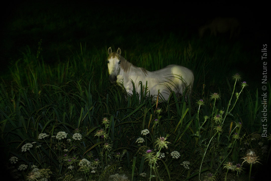 Bart Siebelink - Low key fotografie 09:45-11:45 - Nature Talks ...