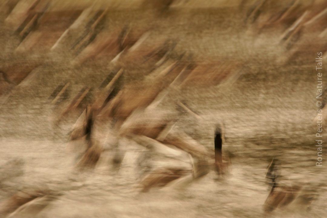 Ronald Peeters geeft een lezing op - Nature Talks | Natuurfotografie