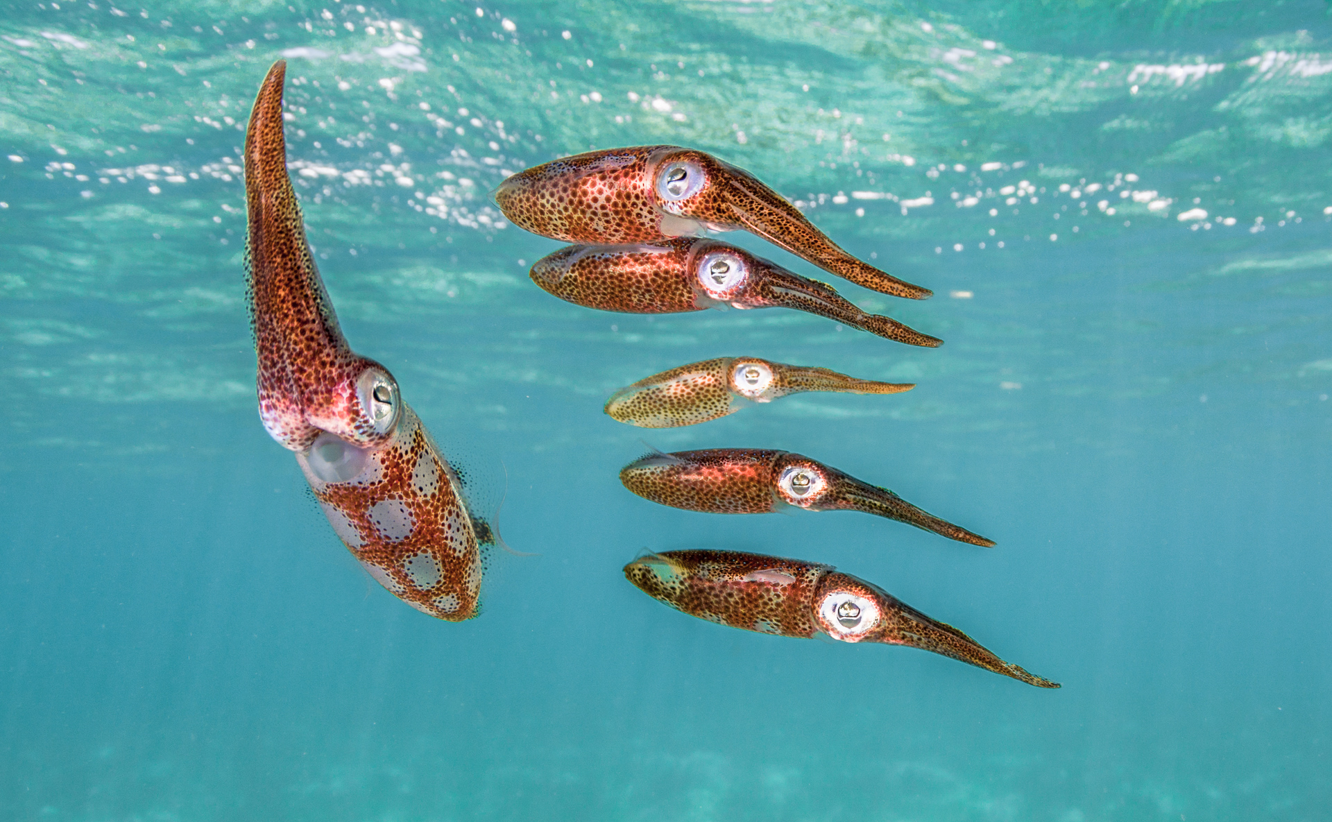 Nature Photographer of the Year 2017 winners - NPOTY
