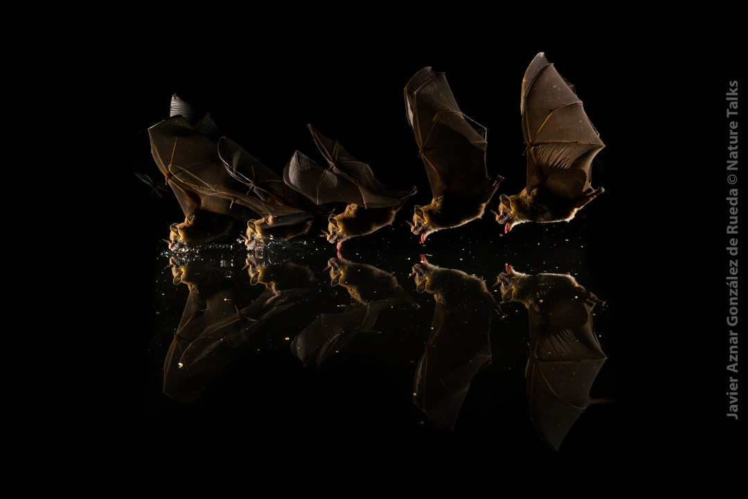 Javier Aznar González de Rueda - Nature Talks | Natuurfotografie