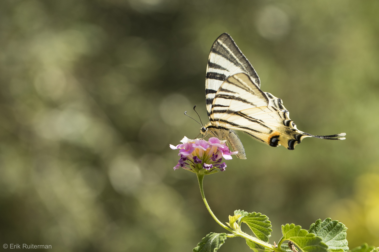 Erik Ruiterman - Nature Talks | Natuurfotografie