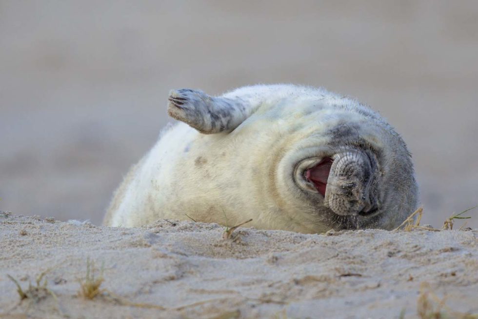Fotoreis Helgoland winter: Schattige pluizige witte zeehondjes
