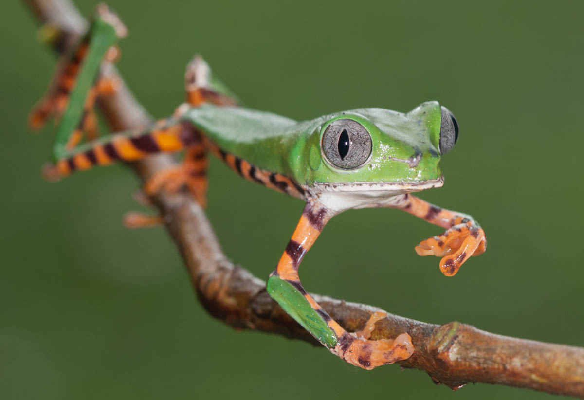 Fotoreis Suriname: Wildife in het regenwoud en meer | Nature Talks