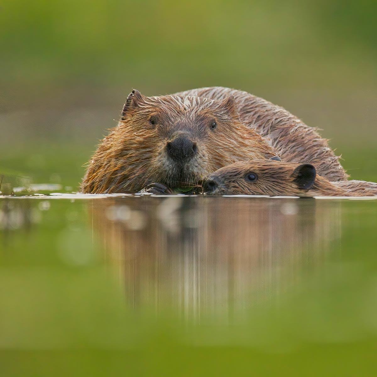 Fotoreis bevers in de Belgische Ardennen